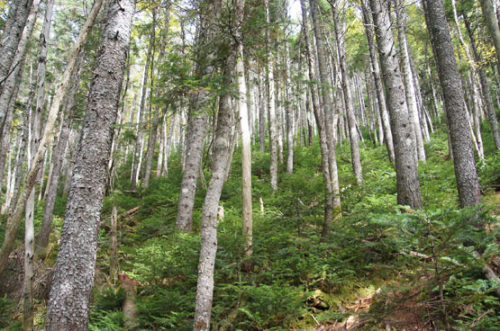 Hike Mount Nancy New England Hundred Highest hiking list NH